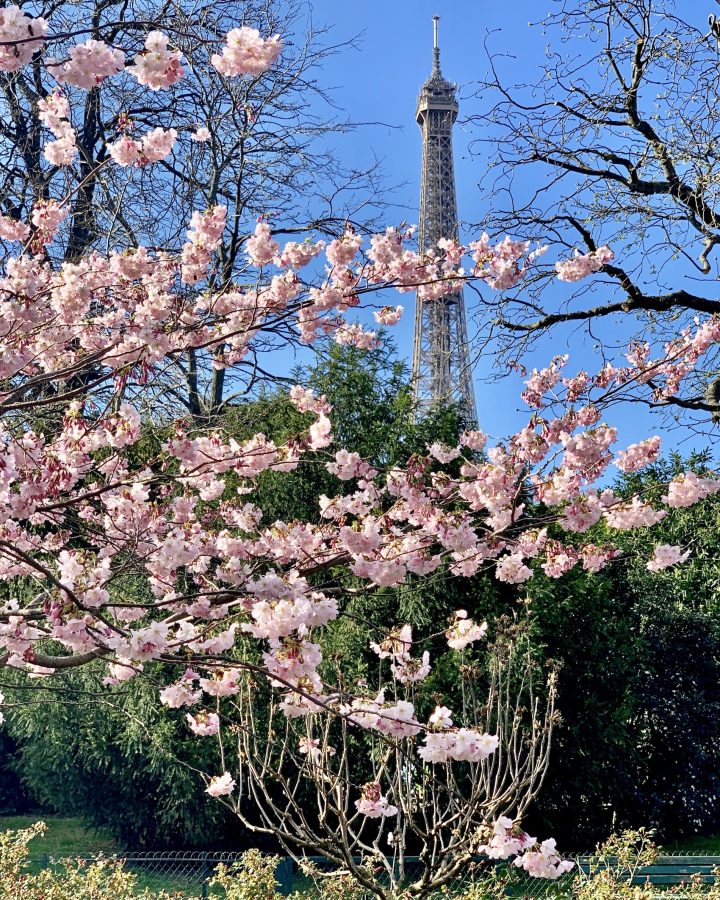 Paris in Bloom: Where to See Early Spring Flowers - Landen Kerr