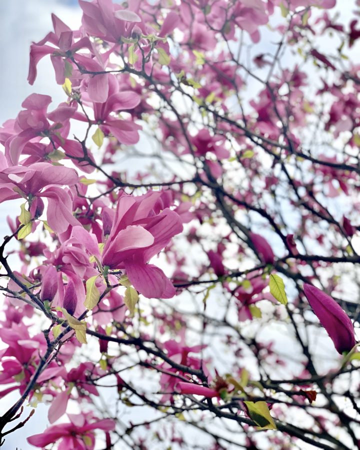 Paris in Bloom: Where to See Early Spring Flowers - Landen Kerr