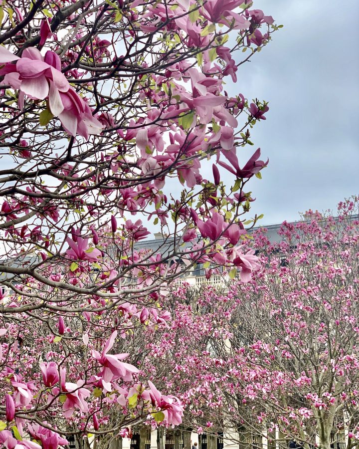 Paris in Bloom: Where to See Early Spring Flowers - Landen Kerr