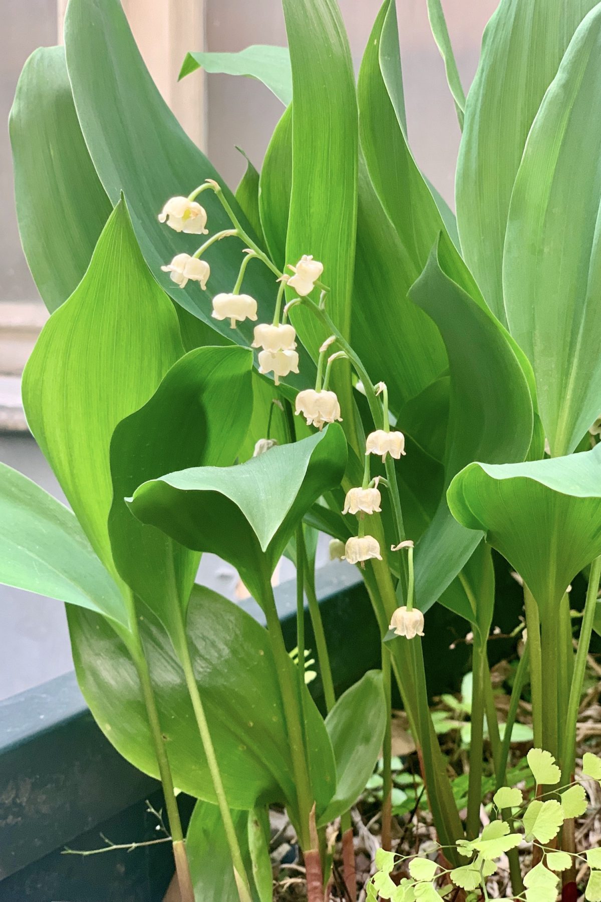 Five Friday Finds from France: May 1st - Landen Kerr