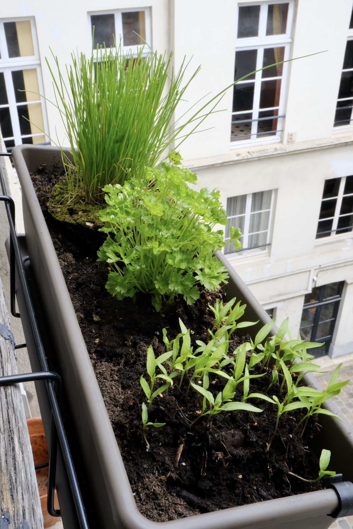 My Own Parisian Window Boxes - Geraniums in Paris - Landen Kerr