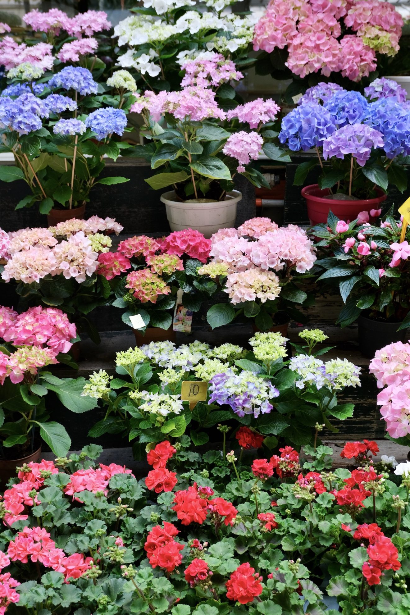 My Own Parisian Window Boxes - Geraniums in Paris - Landen Kerr
