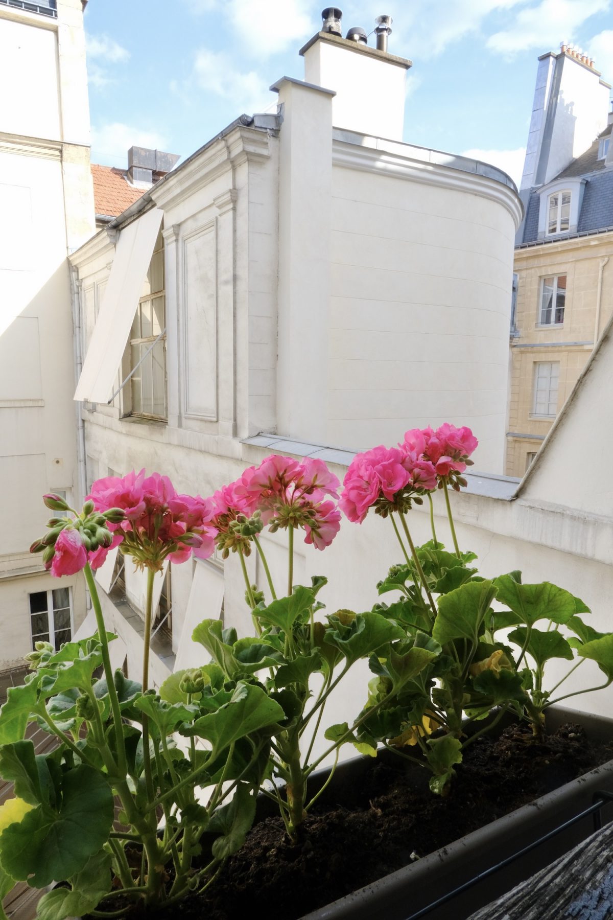 My Own Parisian Window Boxes - Geraniums in Paris - Landen Kerr