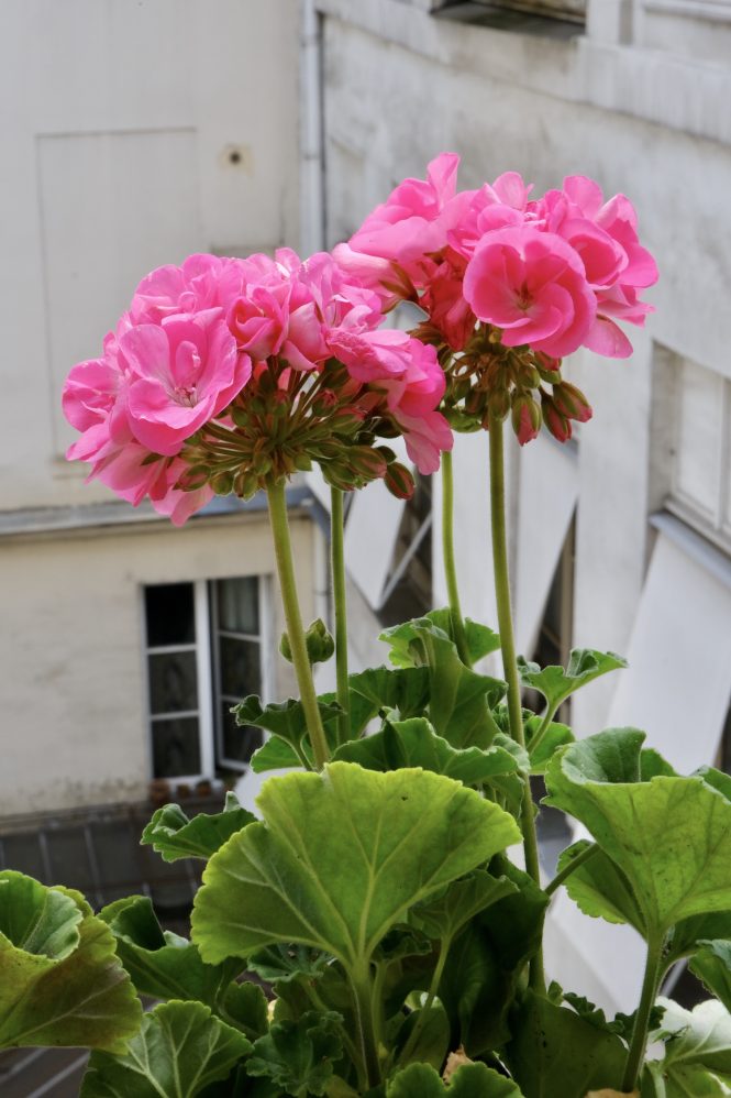 My Own Parisian Window Boxes - Geraniums in Paris - Landen Kerr